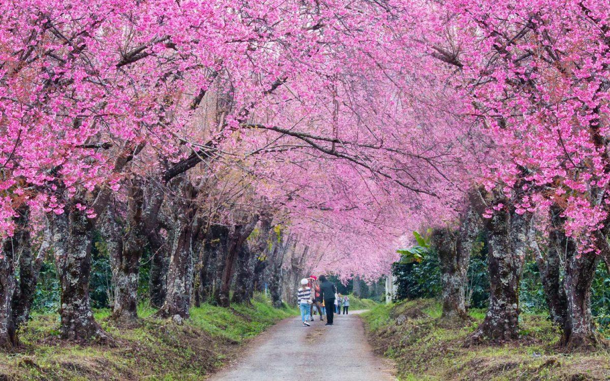 Sakura, la leggenda giapponese che parla del vero amore: